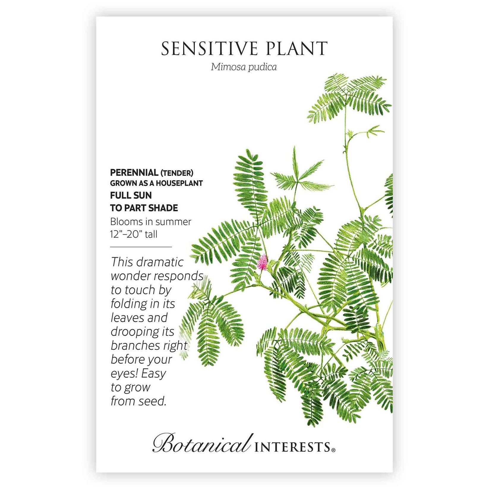 Sensitive Plant – Botanical Interests