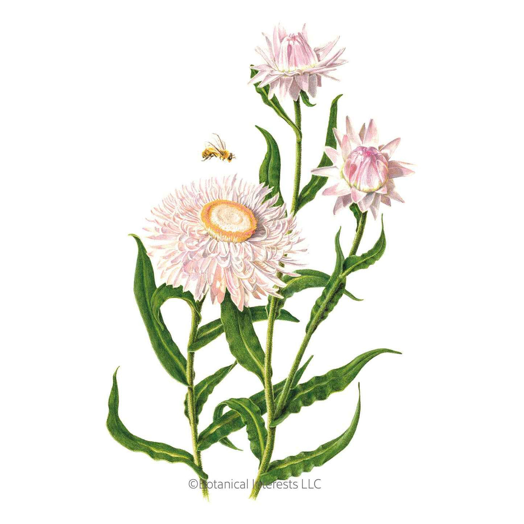 Strawflower Flower Seeds – Botanical Interests