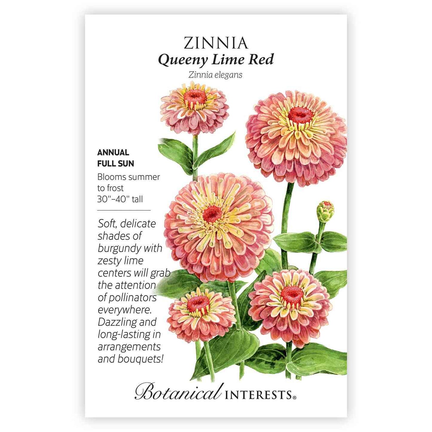 Queeny Lime Red Zinnia Seeds – Botanical Interests