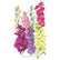 Column Blend Stock Seeds – Botanical Interests