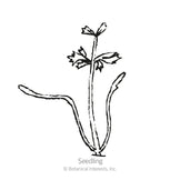 Dara Ammi Seeds – Botanical Interests