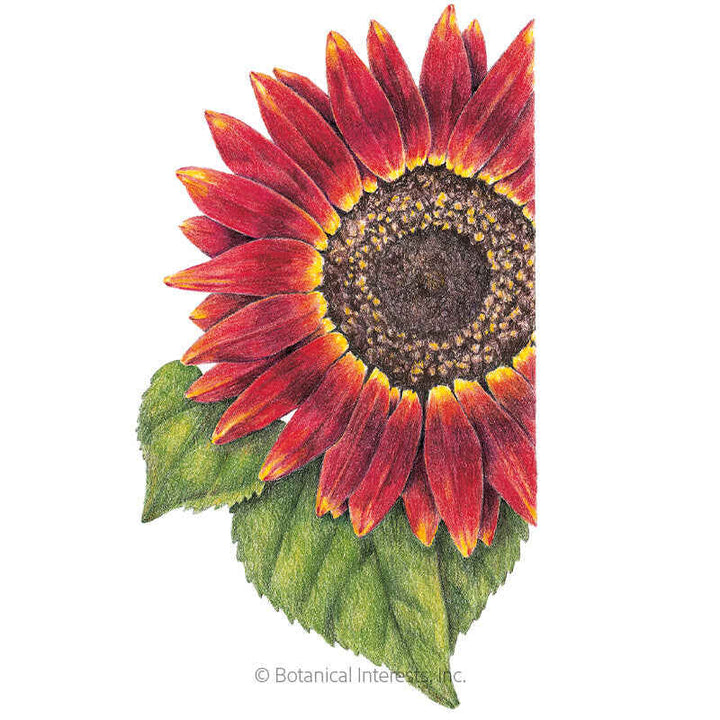 Red Flower Seeds – Botanical Interests