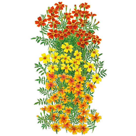 Gem Blend Signet Marigold Seeds – Botanical Interests