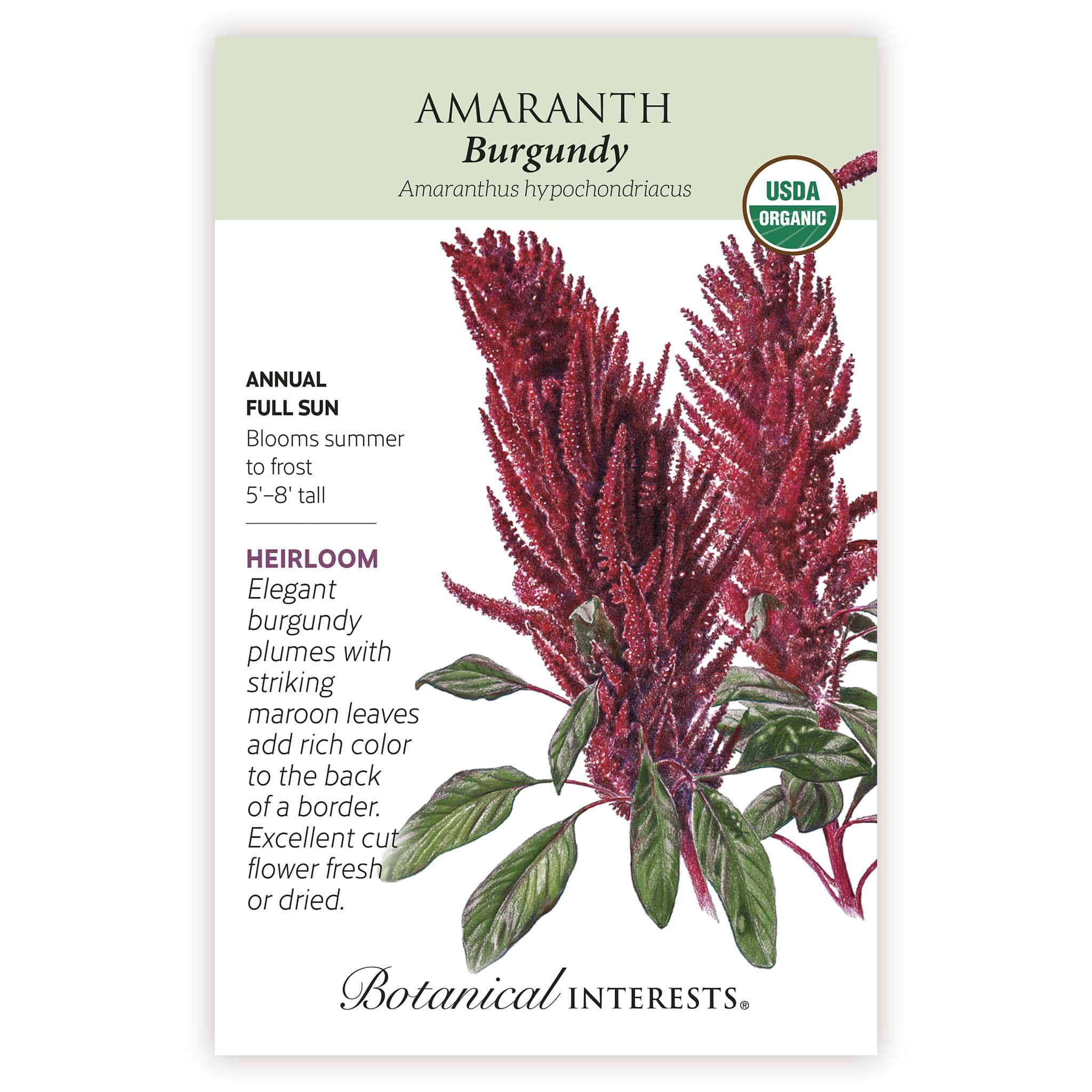 Burgundy Amaranth Seeds – Botanical Interests