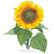 Sunspot Dwarf Sunflower Seeds – Botanical Interests