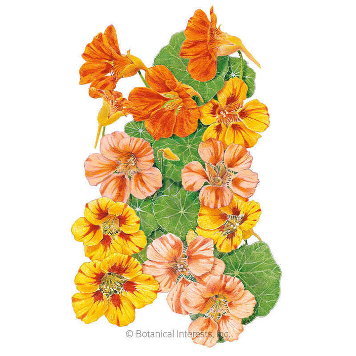 Nasturtium Flower Seeds – Botanical Interests