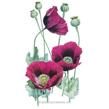 Poppy Flower Seeds – Botanical Interests