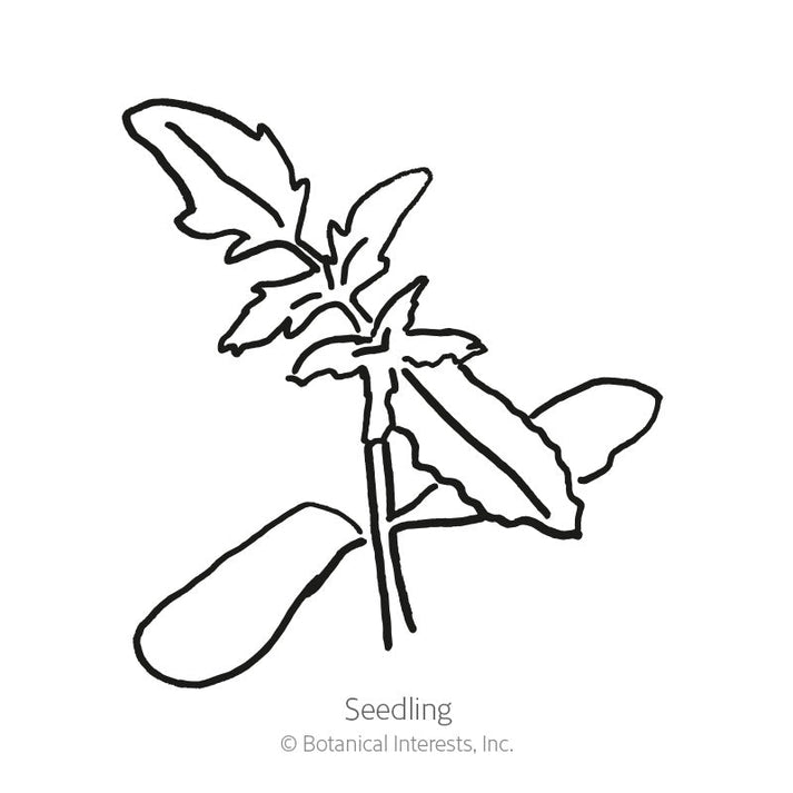 Cherokee Purple Pole Tomato Seeds – Botanical Interests