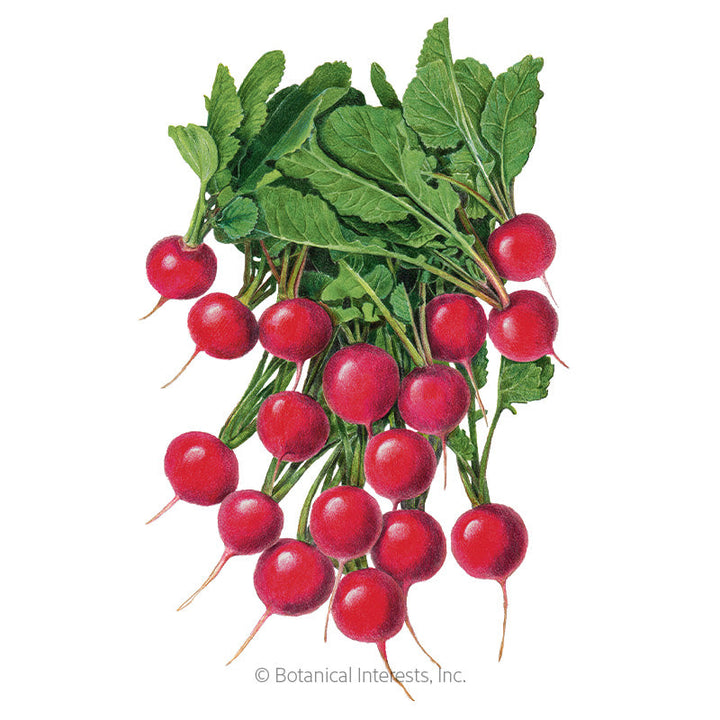 Radish Seeds – Botanical Interests