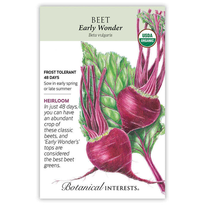 Early Wonder Beet Seeds – Botanical Interests