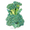 Di Cicco Broccoli Seeds – Botanical Interests