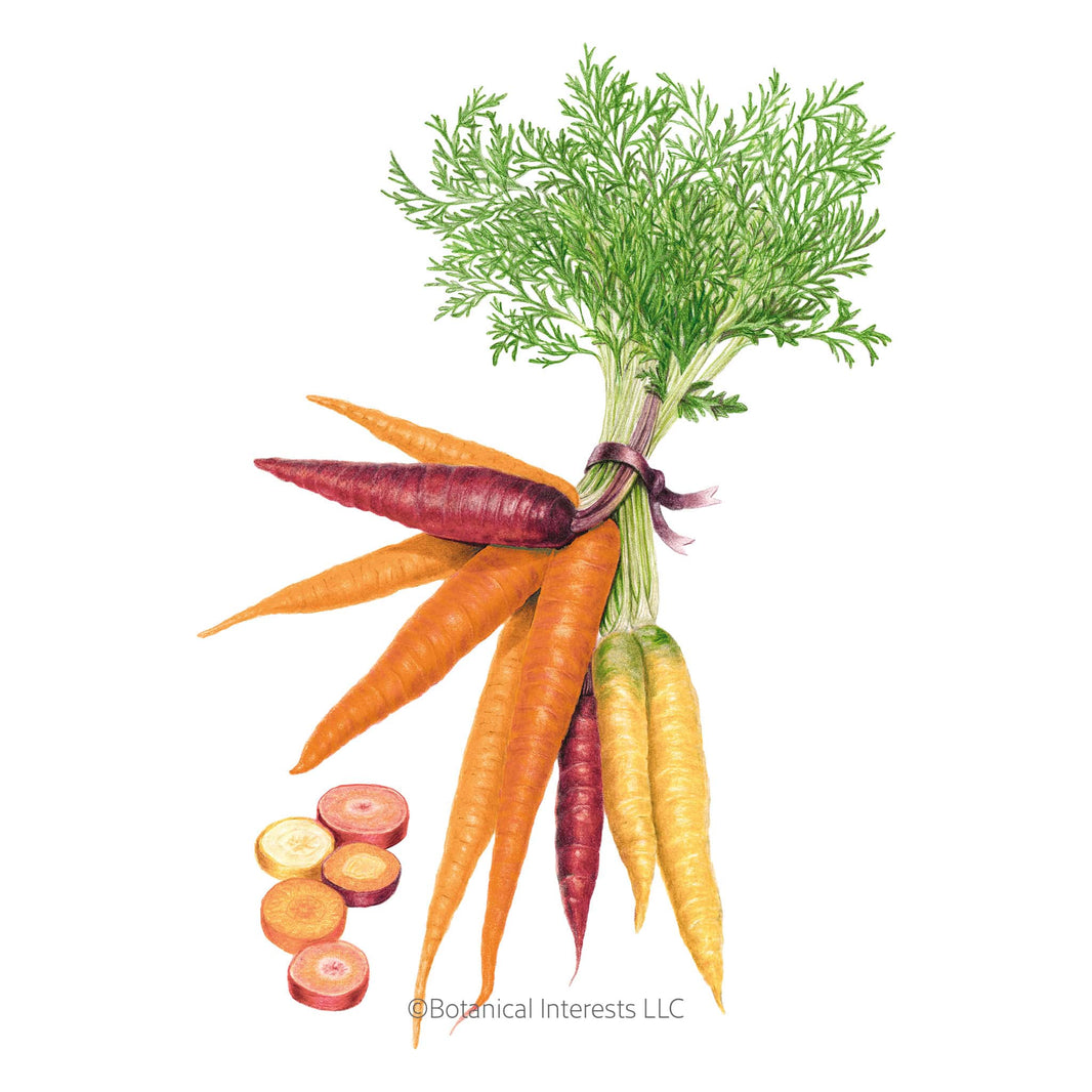 Root Vegetable Seeds – Botanical Interests