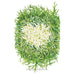 Olesh Tres Fine Endive Seeds – Botanical Interests