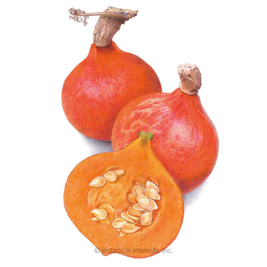 Red Kuri Winter Squash Seeds – Botanical Interests