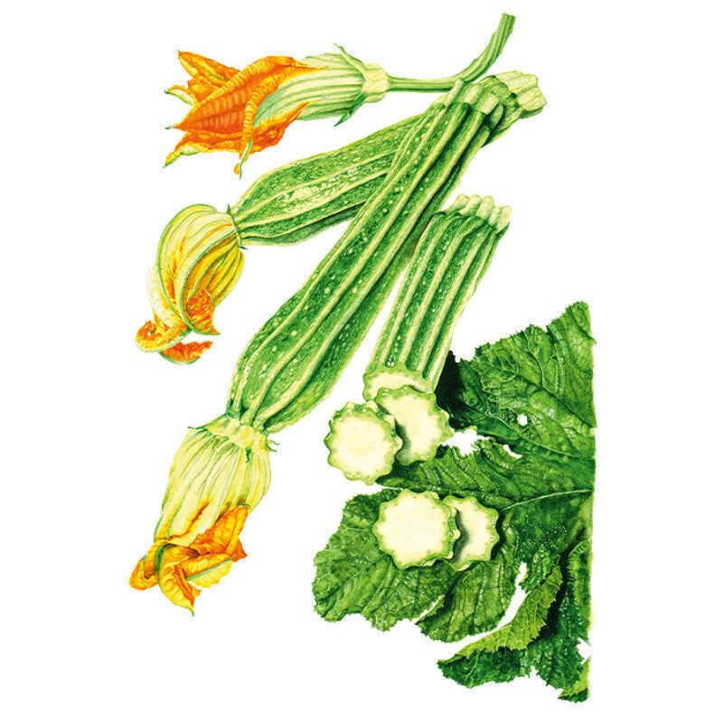 Costata Romanesco Summer Squash Seeds – Botanical Interests
