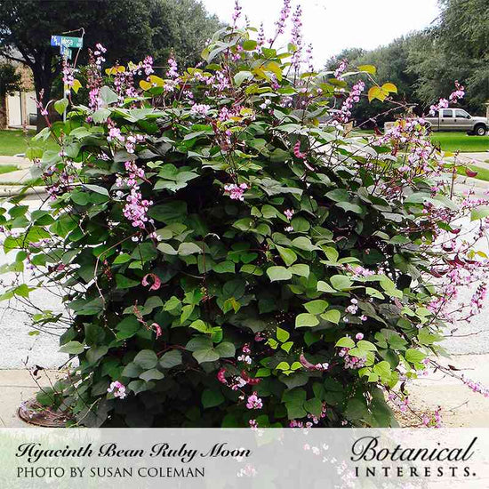 Ruby Moon Hyacinth Bean Seeds – Botanical Interests