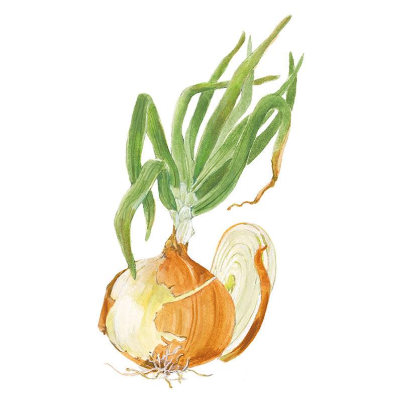 Texas Early Grano Bulb Onion Seeds – Botanical Interests