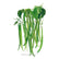 Maxibel Filet Bush Bean Seeds – Botanical Interests