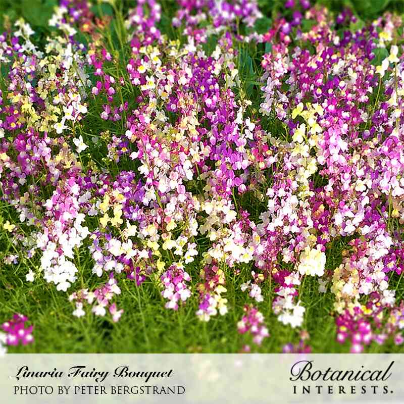 Fairy Bouquet Linaria Seeds – Botanical Interests