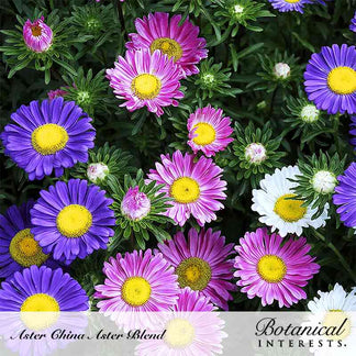 China Aster Blend Aster Seeds – Botanical Interests