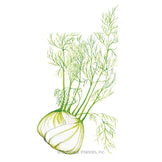 Dragon Fennel Seeds – Botanical Interests