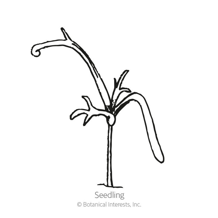 Basil Seeds | Botanical Interests