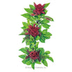 Cardinal Basil Seeds – Botanical Interests