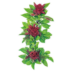 Cardinal Basil Seeds – Botanical Interests