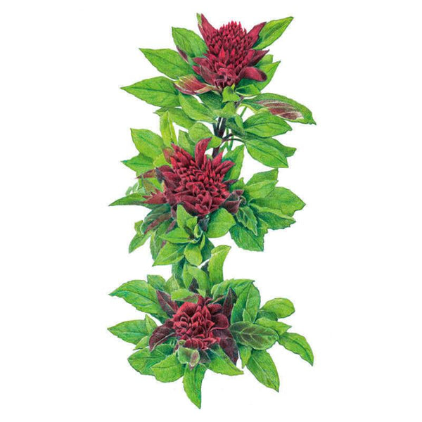 Cardinal Basil Seeds – Botanical Interests