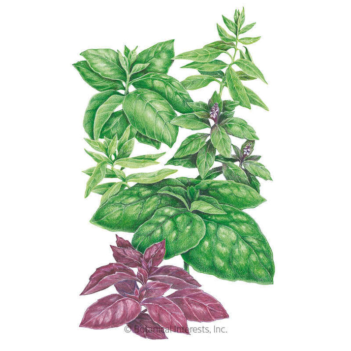 Six Basil Blend Basil Seeds – Botanical Interests