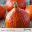 Red Kuri Winter Squash Seeds – Botanical Interests