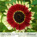 Drop Dead Red Sunflower Seeds – Botanical Interests