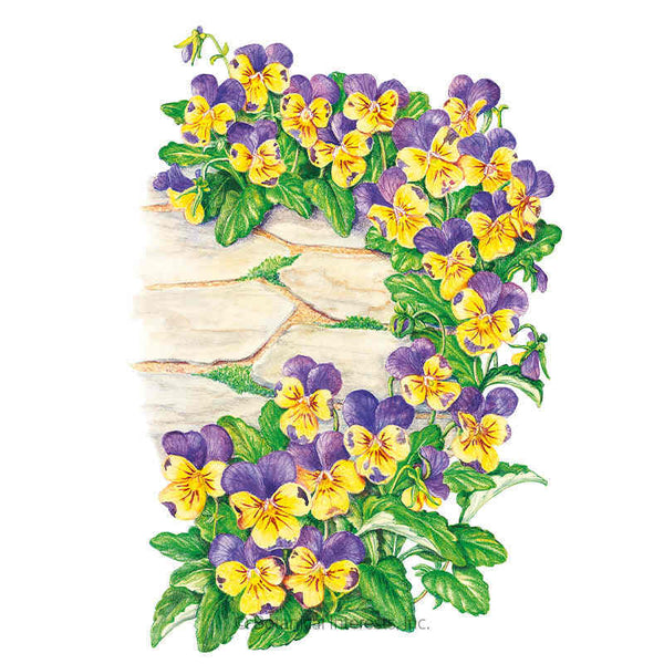 Johnny-Jump-Up Viola Seeds – Botanical Interests