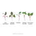 Mild Mix Microgreens Seeds – Botanical Interests