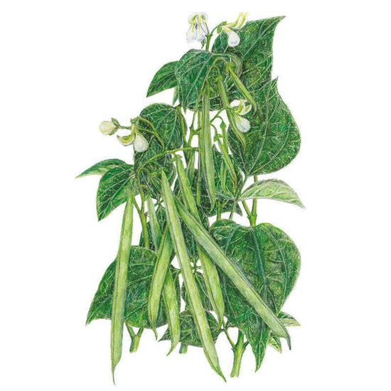 Seychelles Pole Bean Seeds – Botanical Interests