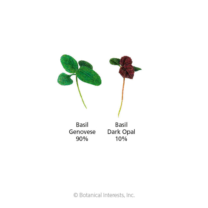 Basil Seeds | Botanical Interests