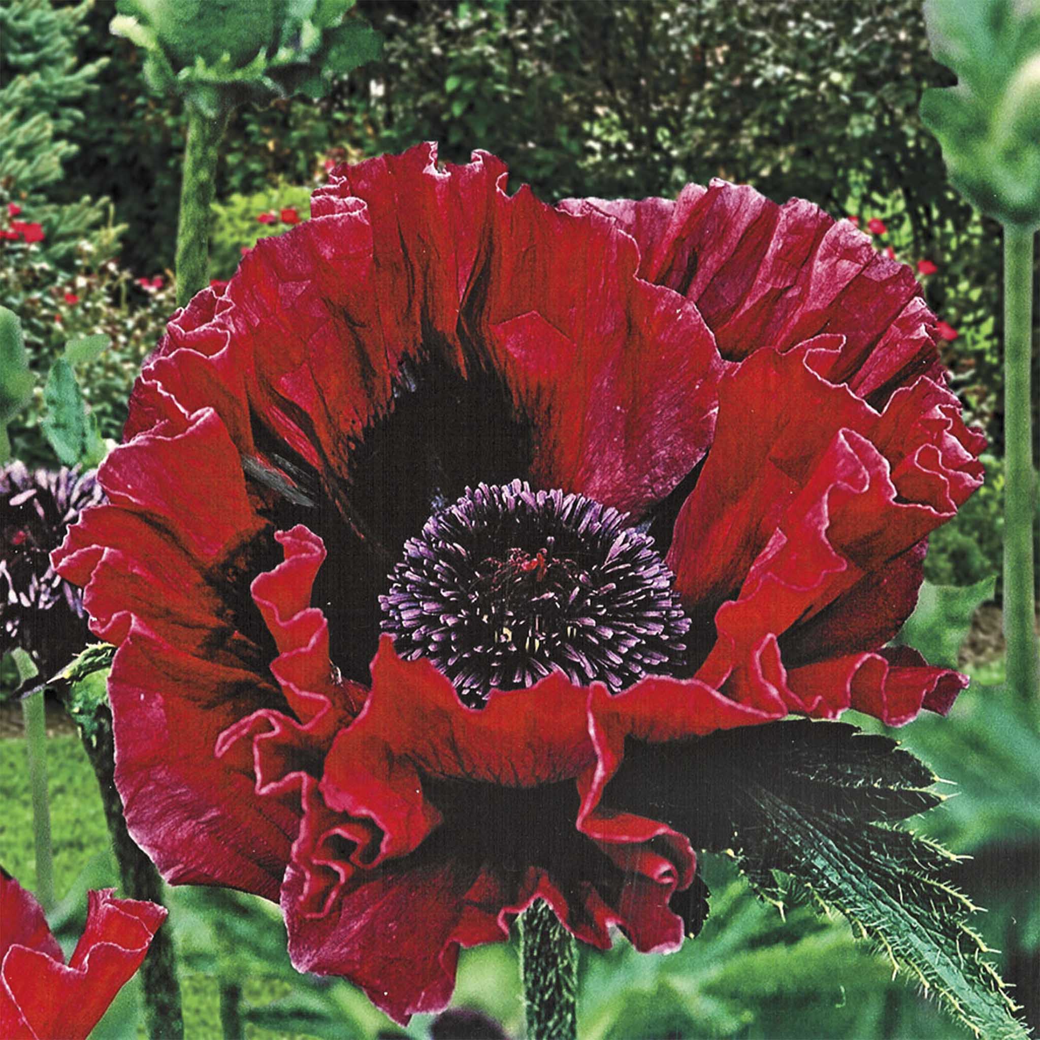 Poppy Bulbs – Botanical Interests