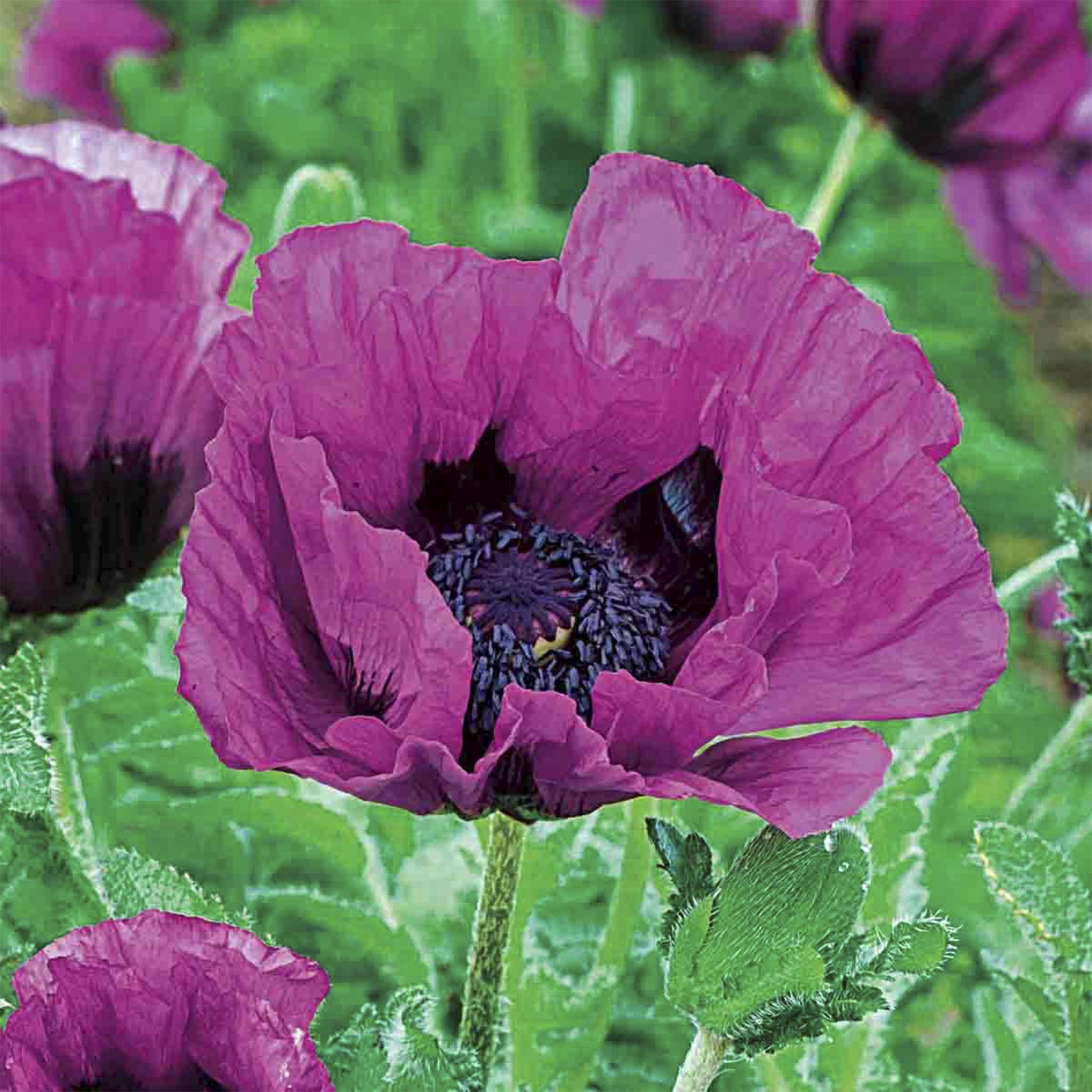 Poppy Bulbs – Botanical Interests