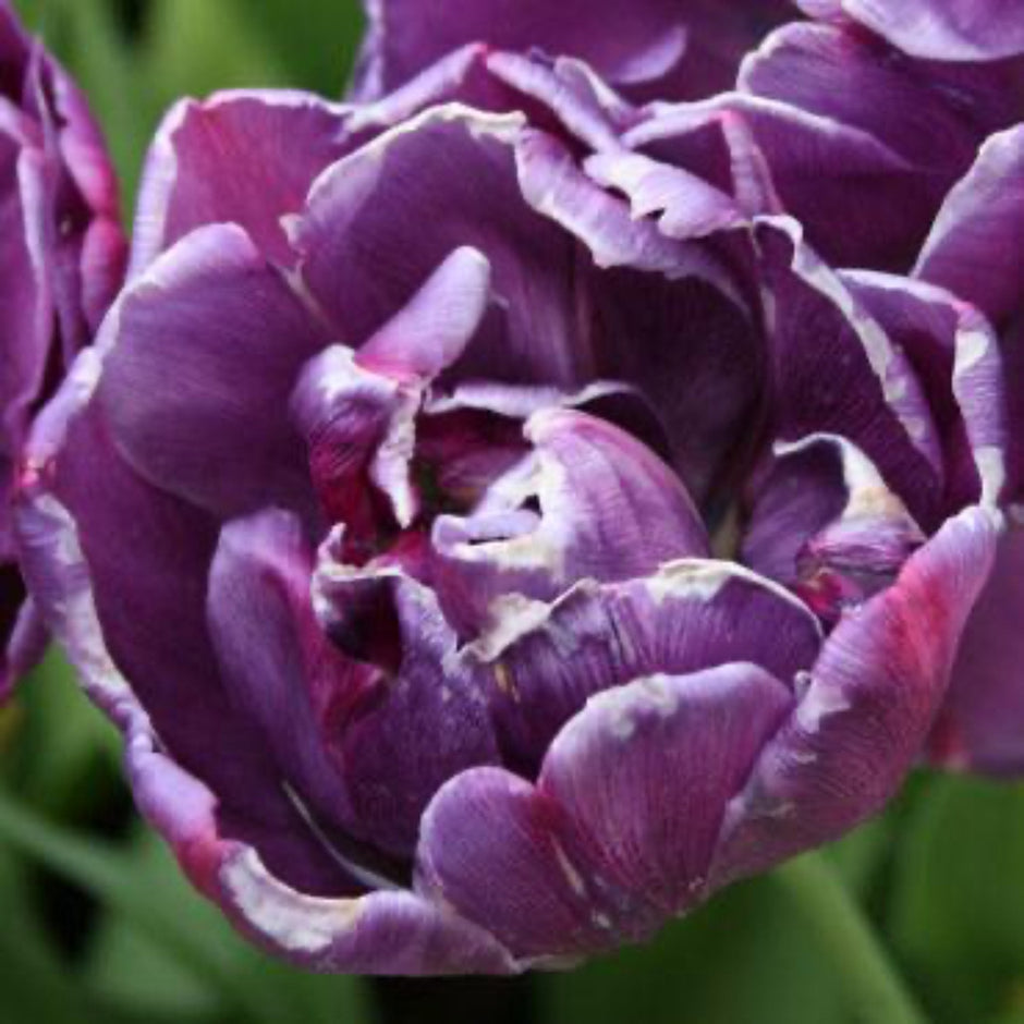Tulip Bulbs – Botanical Interests