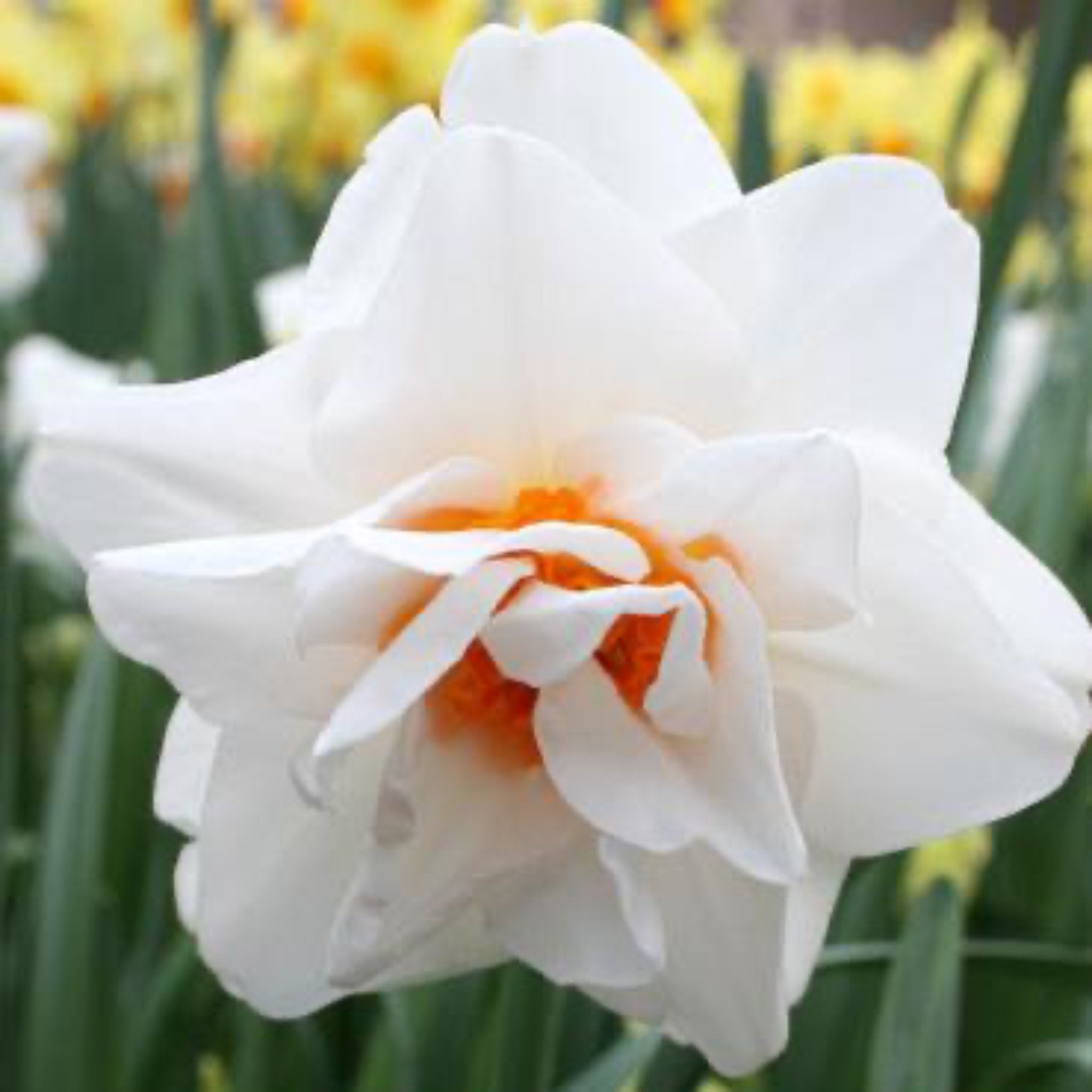 Daffodil Bulbs – Botanical Interests