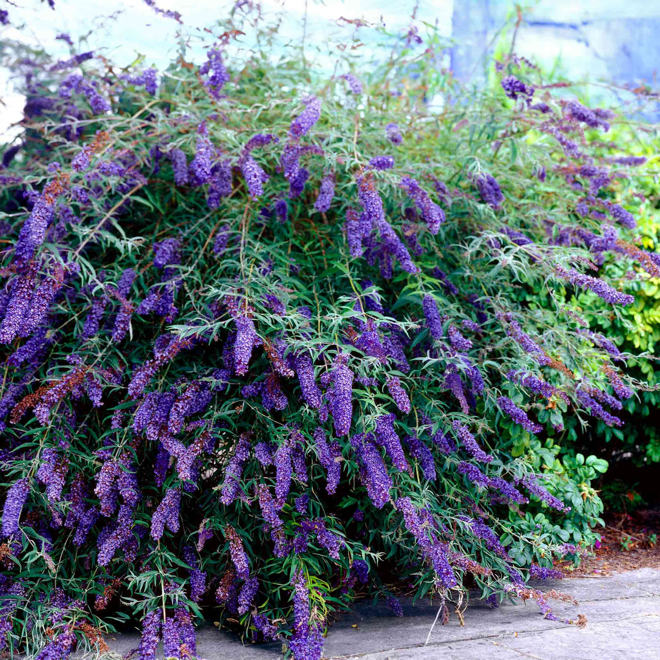 Butterfly Bush Black Knight
