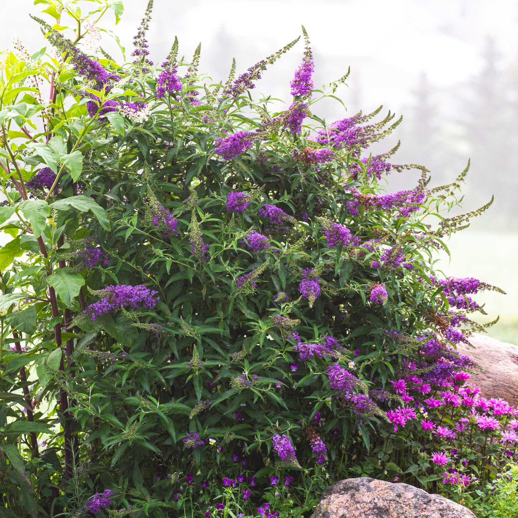Butterfly Bush – Botanical Interests