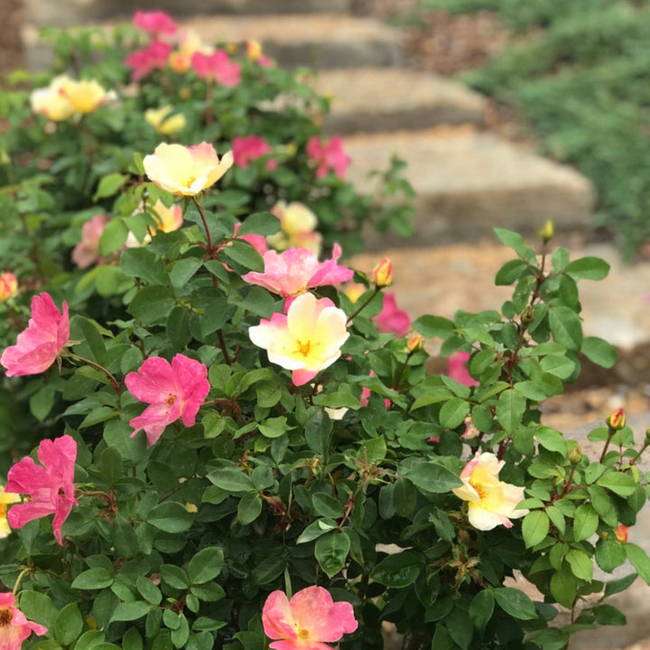 Rose – Botanical Interests