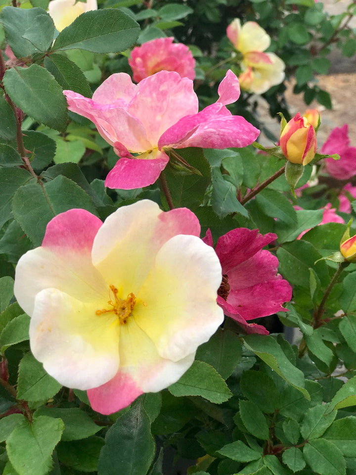 Rose – Botanical Interests