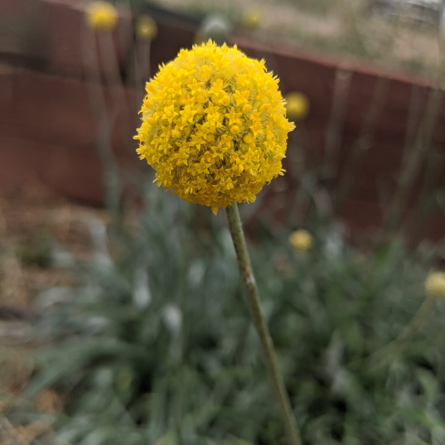 Drumstick Flower Craspedia Seeds – Botanical Interests