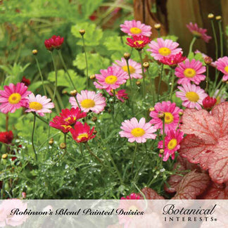 Robinson's Blend Painted Daisy Seeds – Botanical Interests