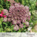 Dara Ammi Seeds – Botanical Interests