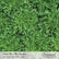 Olesh Tres Fine Endive Seeds – Botanical Interests