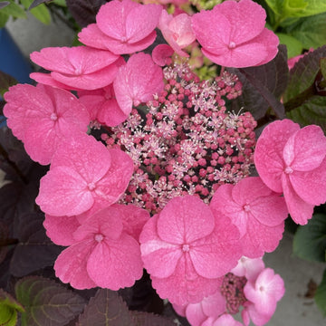 Hydrangea – Botanical Interests