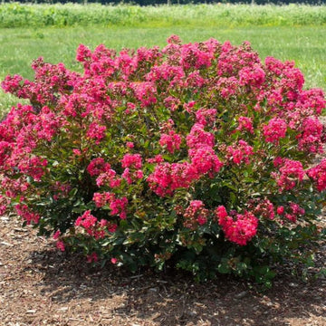 Live Plants – Botanical Interests